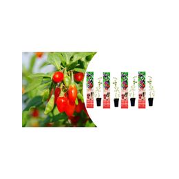 GARDENZO 4er-Set: Goji-Beeren Superfood-Pflanzen in Rot | Gr.: onesize