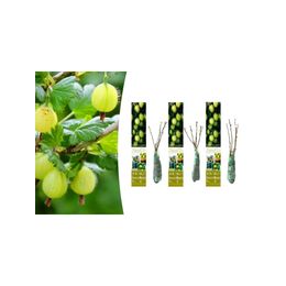 GARDENZO 3er-Set: Stachelbeeren | Gr.: onesize