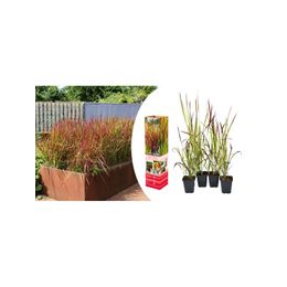 GARDENZO 4er-Set: Japanisches Blutgras Imperata cyl. Red Barron in Bunt | Gr.: onesize