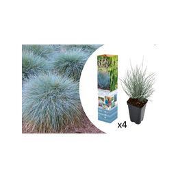 GARDENZO 4er-Set: Festuca Glauca Elijah Blue in Blau | Gr.: onesize