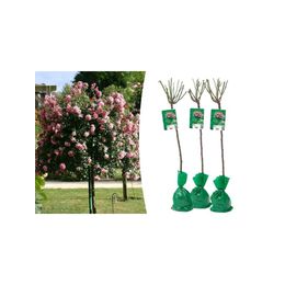 GARDENZO 3er-Set: XXL Großblütige Stielrosen in Rosa | Gr.: onesize