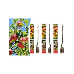 GARDENZO 3er-Set: Jonagold Apfel Obstbäume in Bunt | Gr.: onesize