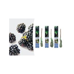 GARDENZO 3er-Set: Brombeeren in Schwarz | Gr.: onesize