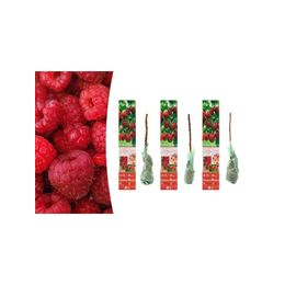 GARDENZO 3er-Set: Himbeeren in Rot | Gr.: onesize
