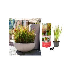 GARDENZO 8er-Set: Japanisches Blutgras Imperata cyl. Red Barron in Bunt | Gr.: onesize