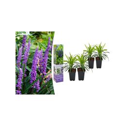 GARDENZO 8er-Set: Leliengras Liriope Muscari in Lila | Gr.: onesize