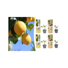 GARDENZO 4er-Set: Pflanzen Citrus Mix in Bunt | Gr.: onesize