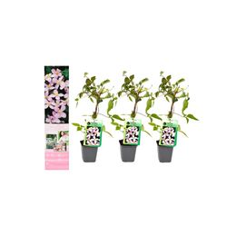 GARDENZO 3er-Set: Pflanzen Clematis Montana Rubens in Pink | Gr.: onesize