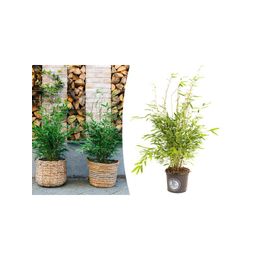 GARDENZO Fargesia (Schrimbambus) Large nicht wuchernd | Gr.: onesize