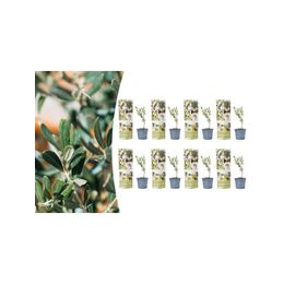 GARDENZO 8er-Set: Planzen Oliven | Gr.: onesize