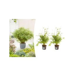GARDENZO 2er-Set: Fargesia (Schrimbambus) Large nicht wuchernd | Gr.: onesize