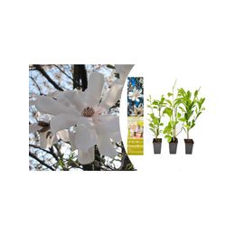 GARDENZO 3er-Set: Magnolien Stellata in Bunt | Gr.: onesize