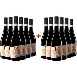 Uma Casanatura Paket Montepulciano 2020 Trocken - Abruzzen &ndash; Probierpaket DOC