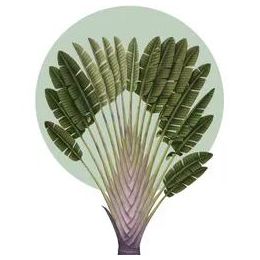 Bild Komar "Botanical Garden Pinnate Palm", grün (farbe bild(er): grün), B:50cm H:70cm, Holz, Papier, Bilder, Wandbild zur Dekoration - ohne Rahmen