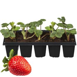 Erdbeere 'Elvira' 10er-Tray
