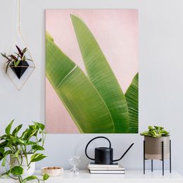 Bilderwelten Leinwandbild Bananenpalmenbl&auml;tter vor rosa Wand