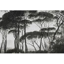 Fototapete ARCHITECTS PAPER "Atelier 47 Treetops 2", grau (hellgrau, creme, dunkelgrau), B:4m L:2,7m, Vlies, Tapeten, Vlies, Wand, Schräge, Decke
