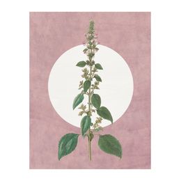 Bild Komar "Menthe en Croissance", bunt (farbe bild(er): bunt), B:40cm H:50cm, Holz, Papier, Bilder, Wandbild zur Dekoration - ohne Rahmen