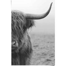Poster Reinders "Poster Highlander Bulle", schwarz (farbe bild(er): schwarz), B:61cm H:91,5cm, Papier, Bilder, Poster