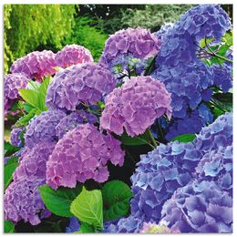 Wandbild Artland "Hortensien im Garten", lila (farbe bild(er): lila), B:40cm H:40cm, Bilder, als Alubild, Outdoorbild, Leinwandbild, Poster, Wandaufkleber