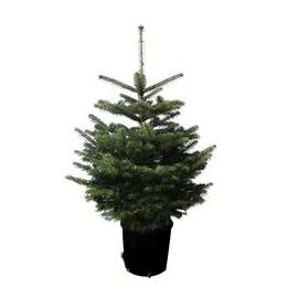 Echter Weihnachtsbaum WEIHNACHTSBAUMLAND "Echte Nordmanntanne zum Einpflanzen, Weihnachtsdeko aussen" Gr. 1, grün (tannengrün), 48, 100cm bis 120cm, Holzwerkstoff, Weihnachtsbäume, im Topf gewachsen