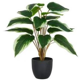 Kunstpflanze Creativ green "Hosta", weiß (grün, weiß), H:45cm, Kunststoff, Kunstpflanzen, mit naturgetreuem Blattwerk
