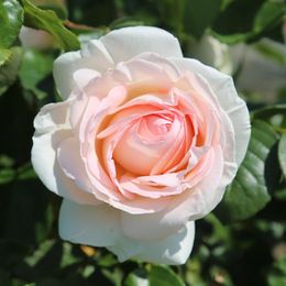 Edelrose 'Meilland Schloss Ippenburg', wurzelnackte Pflanze, A-Qualität, 3 starke Triebe Liefergröße: mind. 3 starke Triebe