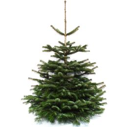 Echter Weihnachtsbaum WEIHNACHTSBAUMLAND "Nordmanntanne, Premium, Baumschul-Qualität, in verschiedenen Größen" Gr. 1, grün (tannengrün), 48, 120cm bis 140cm, Holzwerkstoff, Weihnachtsbäume, Stammdurchmesser: 10-12cm, frisch geschlagen, Weihnachtsdeko