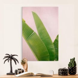 Bilderwelten Leinwandbild Bananenpalmenbl&auml;tter vor rosa Wand