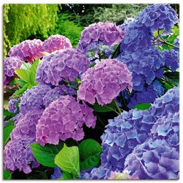 Wandbild Artland "Hortensien im Garten", lila (farbe bild(er): lila), B:30cm H:30cm, Bilder, als Alubild, Outdoorbild, Leinwandbild, Poster, Wandaufkleber