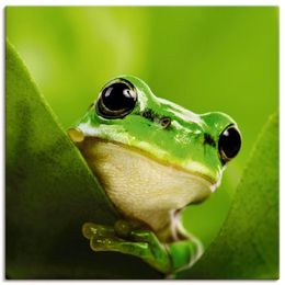 Wandbild Artland "Ausspähender Frosch", grün (farbe bild(er): grün), B:50cm H:50cm T:1,8cm, Canvas, Leinwand, Bilder, als Leinwandbild, Poster in verschied. Größen
