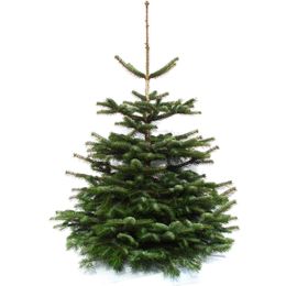 Echter Weihnachtsbaum WEIHNACHTSBAUMLAND "Nordmanntanne, Premium, Baumschul-Qualität, in verschiedenen Größen" Gr. 2, grün (tannengrün), 50, 100cm bis 120cm, Holzwerkstoff, Weihnachtsbäume, Stammdurchmesser: 10-12cm, frisch geschlagen, Weihnachtsdeko