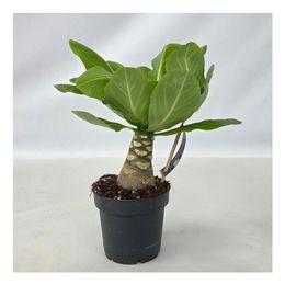 Plant in a Box - Hawaii-Palme - Brighamia insignis - Höhe 25-35cm - Topf 12cm