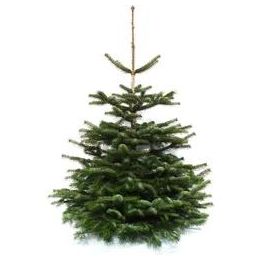 Echter Weihnachtsbaum WEIHNACHTSBAUMLAND "Nordmanntanne, Premium, Baumschul-Qualität, in verschiedenen Größen" Gr. 1, grün (tannengrün), 48, 100cm bis 120cm, Holzwerkstoff, Weihnachtsbäume, Stammdurchmesser: 10-12cm, frisch geschlagen, Weihnachtsdeko