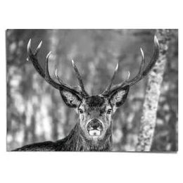 Poster Reinders "Hirsch im Winter", schwarz (farbe bild(er): schwarz), B:140cm H:100cm T:0,1cm, Papier, Bilder