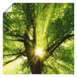Wandbild Artland "Sonne strahlt explosiv durch den Baum", grün (farbe bild(er): grün), B:50cm H:50cm T:0,1cm, Papier, Bilder, als Leinwandbild, Poster, Wandaufkleber in verschied. Größen