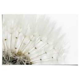 Poster Reinders "Pusteblume Weiß", weiß (farbe bild(er): weiß), B:91,5cm H:61cm, Papier, Bilder
