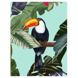 Bild Komar "Toco Toucan", bunt (farbe bild(er): bunt), B:40cm H:50cm, Papier, Bilder, Wandbild zur Dekoration - ohne Rahmen