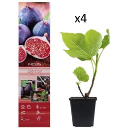 GARDENZO 4er-Set: Feigenpflanzen | Gr.: onesize