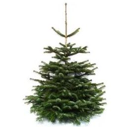 Echter Weihnachtsbaum WEIHNACHTSBAUMLAND "Nordmanntanne, Premium, Baumschul-Qualität, in verschiedenen Größen" Gr. 2, grün (tannengrün), 50, 120cm bis 140cm, Holzwerkstoff, Weihnachtsbäume, Stammdurchmesser: 10-12cm, frisch geschlagen, Weihnachtsdeko