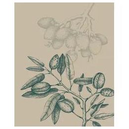 Bild Komar "Wild Mandolino", beige (farbe bild(er): beige), B:40cm H:50cm, Holz, Papier, Bilder, Wandbild zur Dekoration - ohne Rahmen