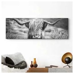 Wandbild Reinders "Wandbild Highlander Bulle Tiermotiv - Nahaufnahme - Hochlandrind Bild", schwarz (farbe bild(er): schwarz, weiß), B:156cm H:52cm, MDF, Bilder