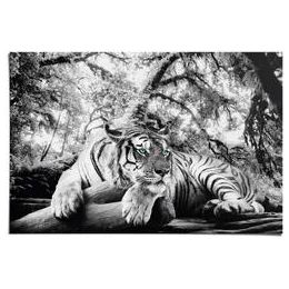 Poster Reinders "Tigerblick", schwarz (farbe bild(er): schwarz), B:91,5cm H:61cm, Papier, Bilder, Poster