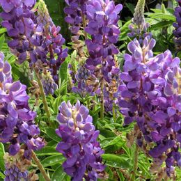 Gartenlupine 'Gallery Blue' Lieferform: Im 5 Liter Topf
