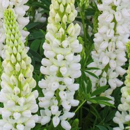 Gartenlupine 'Gallery White' Lieferform: Im 5 Liter Topf