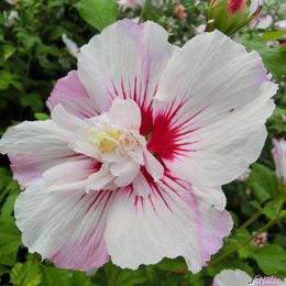 Hibiscus 'Pinky Spot ' , 5 Liter, 60 - 80 cm Liefergröße: 60 - 80 cm