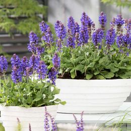 Steppen Salbei 'Marvel Blue' Lieferform: Im 3 Liter Topf