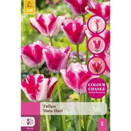 Einfache späte Tulpe 'Mata Hari' - 12 Stück Liefergröße: Zwiebelgröße 11/12