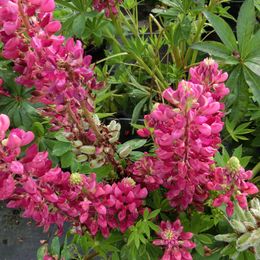 Gartenlupine 'Gallery Red' Lieferform: Im 5 Liter Topf