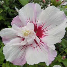 Hibiscus 'Pinky Spot ', 3 - 5 Liter, 40-60 cm Liefergröße: 40-60 cm